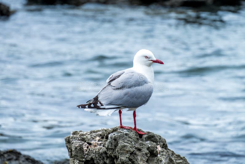 One seagull side view. stock photo. Image of freedom - 74165402