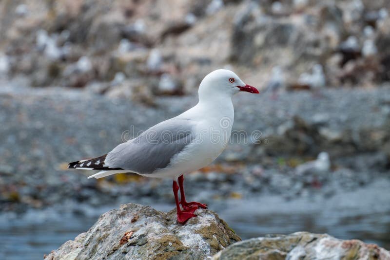Seagull side view isolated stock photo. Image of plumage - 31987526