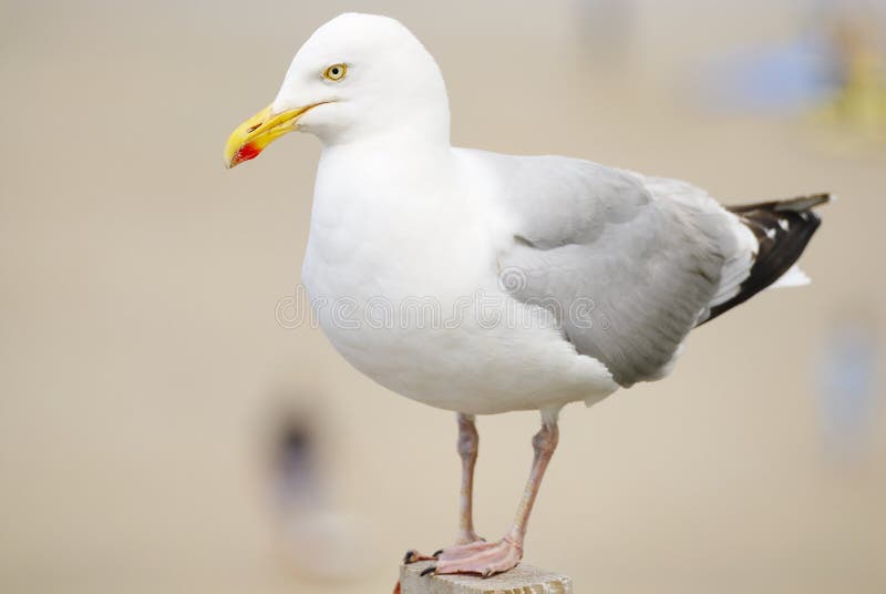 One Seagull Standing. stock photo. Image of looking, single - 26053432