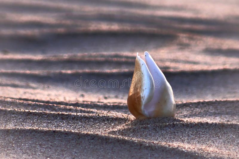 One seashell at the dunes stock photo. Image of creative - 109975472