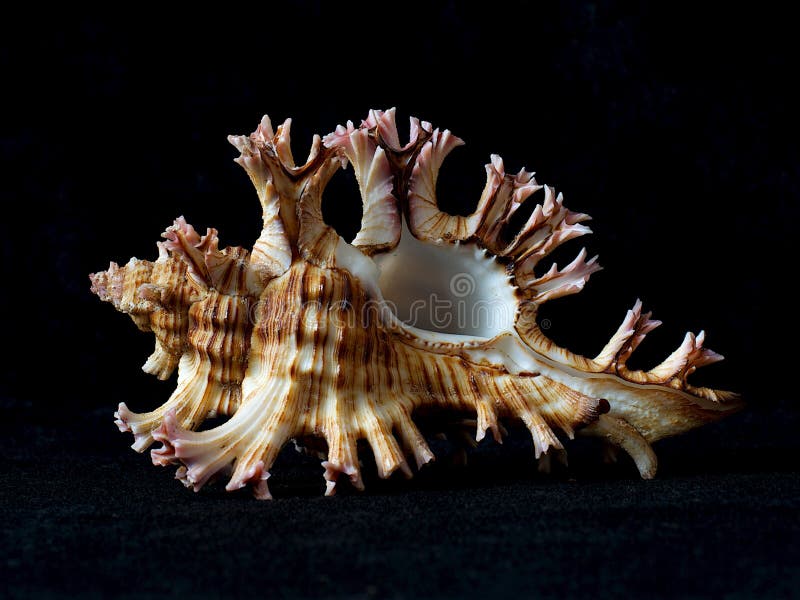 Single Beautiful Sea Shell Isolated Stock Photo - Image of shell ...