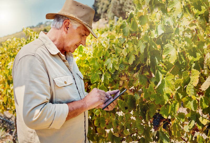 One Senior Caucasian Farmer Using a Digital Tablet on His Vineyard ...