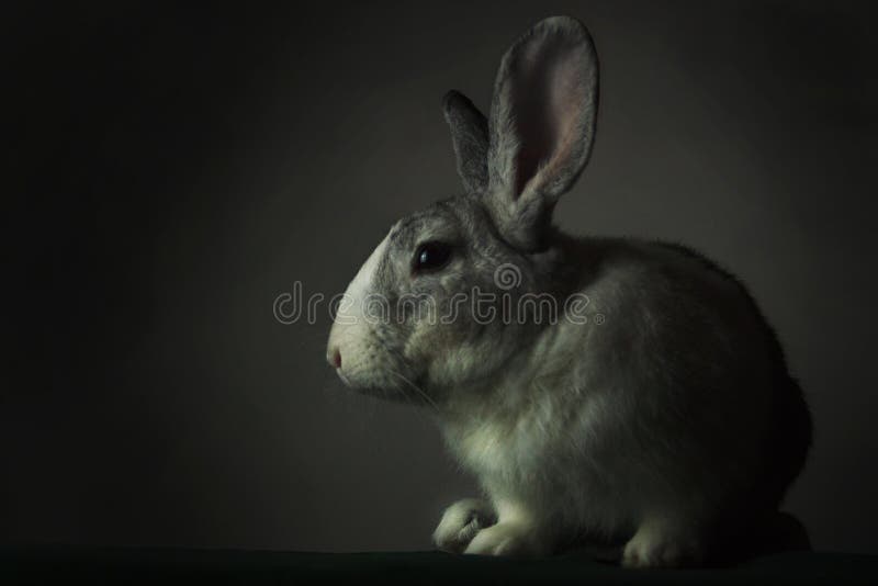 One Serious Bunny stock image. Image of bunny, serious - 144715475