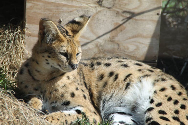 One serval stock photo. Image of face, welfare, skin - 30436936
