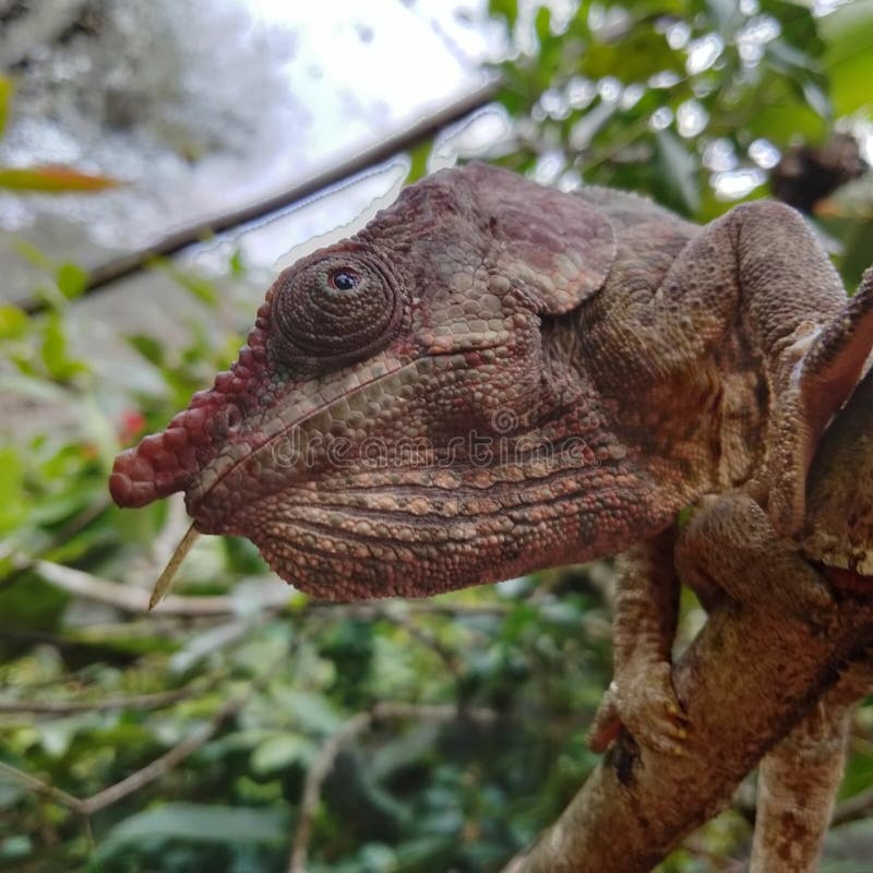 One of Several Species of Chameleons in Madagascar Stock Photo - Image of forest, branch: 393201934