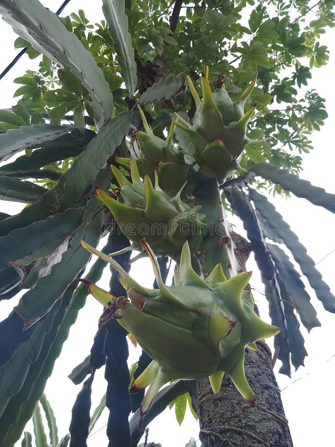 One Shaft of Dragon Fruit Tree Bearing Four Stock Image - Image of leaf ...