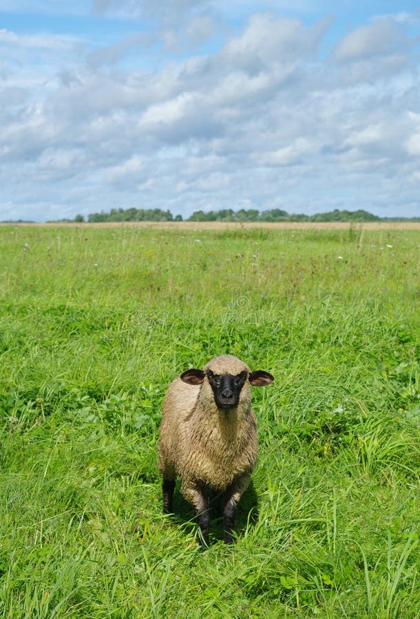 One sheep. stock image. Image of blue, white, rural, pasture - 15768819