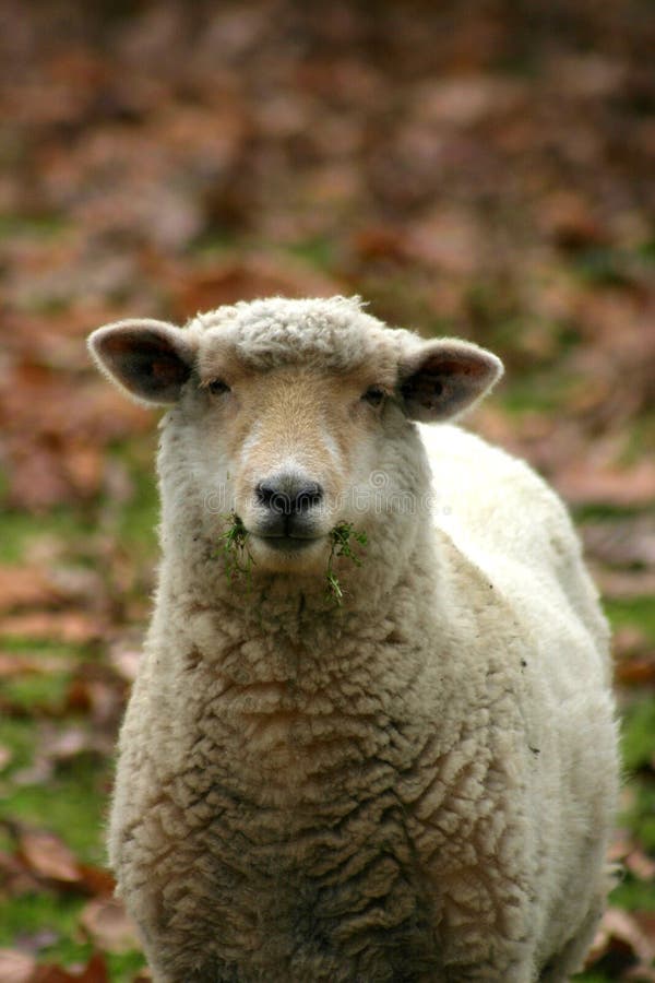 One Sheep stock photo. Image of paddock, wildlife, domestic - 722328