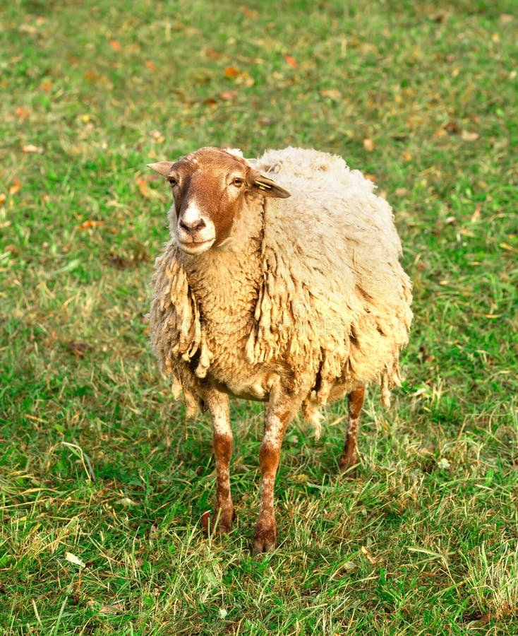 One sheep stock photo. Image of farmland, nature, breed - 70183460