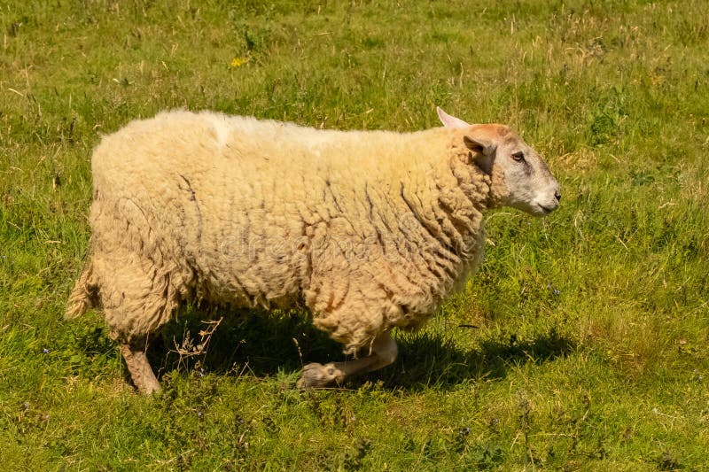 One sheep in a field stock image. Image of horns, green - 203031325