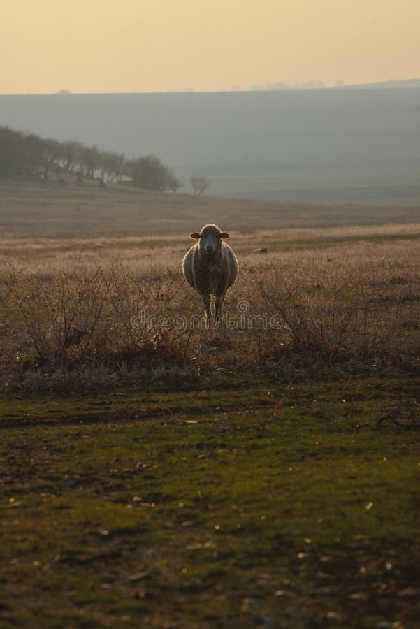 One sheep on field stock image. Image of sheep, shade - 139449231