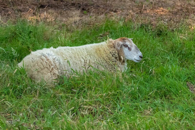 One sheep in a field stock photo. Image of cute, countryside - 203029758