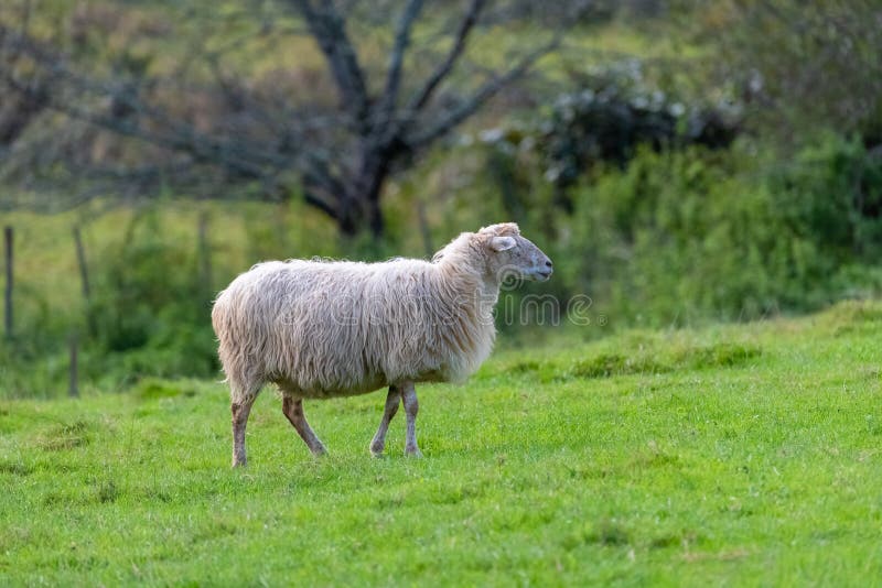 One sheep in a field stock photo. Image of lambswool - 198668146