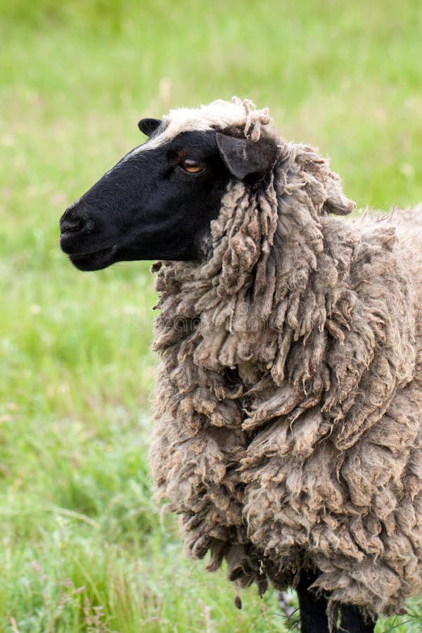 Two Sheep Graze on the Green Grass. Close-up Stock Image - Image of ...