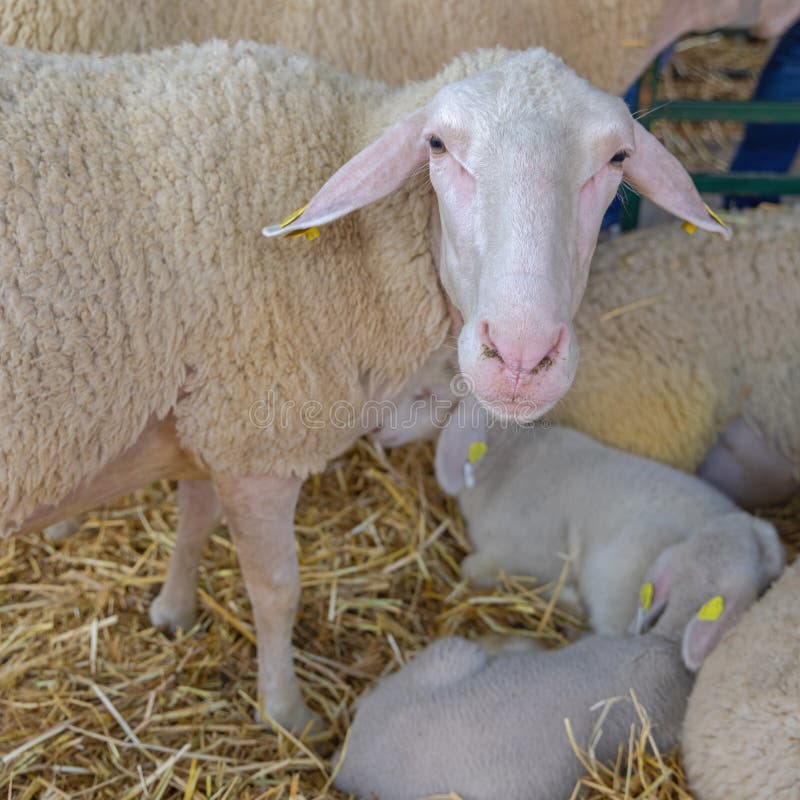 Sheep Head Farm stock image. Image of together, born - 237716465