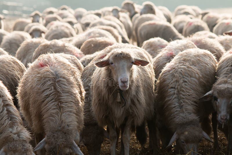 Only One Sheep See the Camera Think Different Stock Image - Image of ...