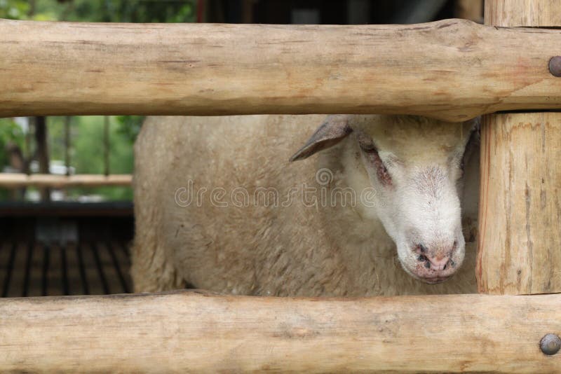 One Sheep stock photo. Image of farm, woodcage, sadsheep - 85572396