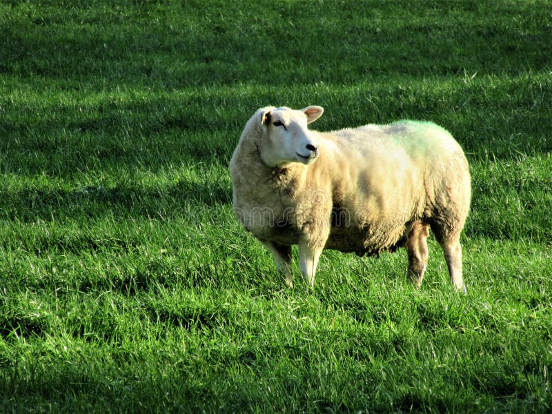 One Sheep Standing on the Green Meadow Looking Around Stock Image ...