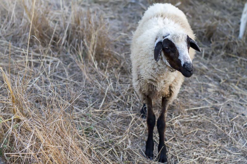 One Sheep Standing on the Meadow Stock Image - Image of inquisitive ...