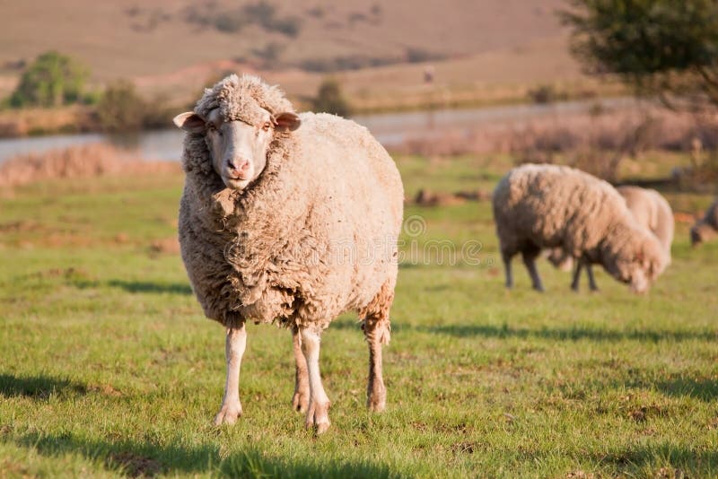 Sheep Staring Stock Photos - Download 2,034 Royalty Free Photos