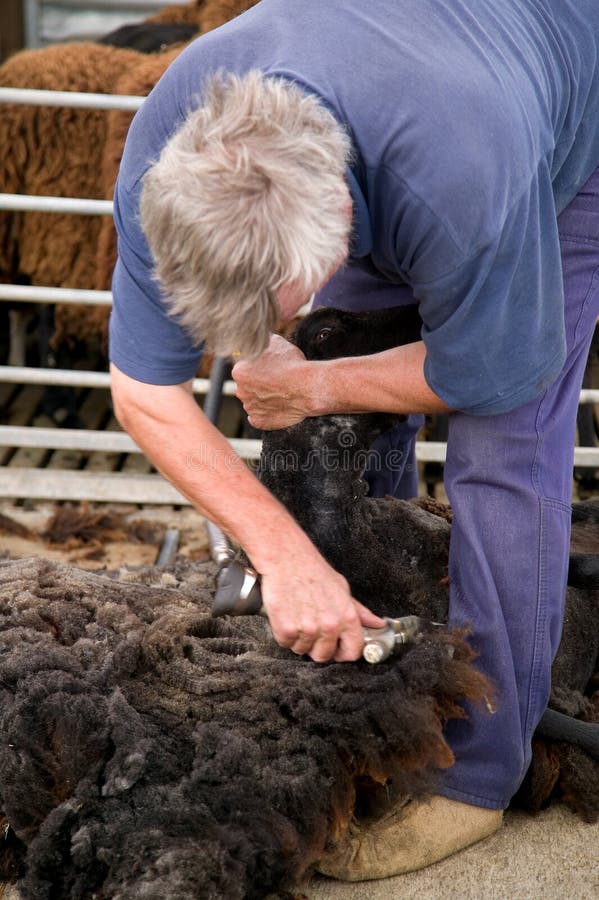 Shearing stock image. Image of shearer, woolly, farm, northumberland ...