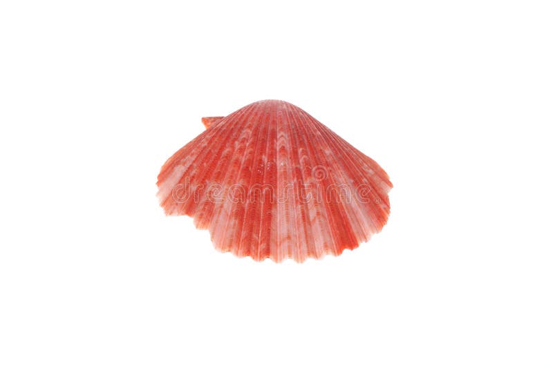 One shell stock image. Image of shot, beauty, adventure - 7657137