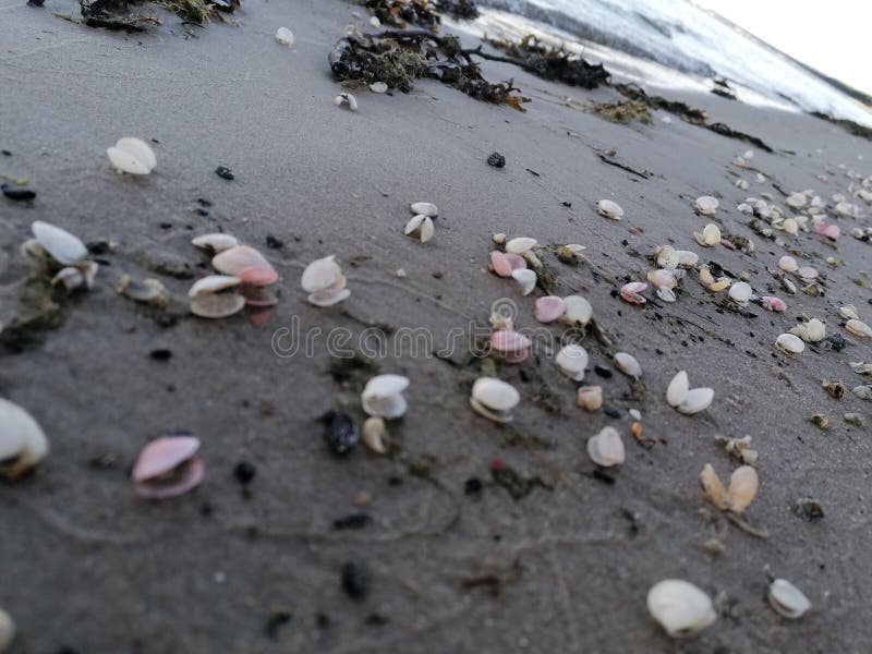 One shell away from sea stock photo. Image of coast - 205132938