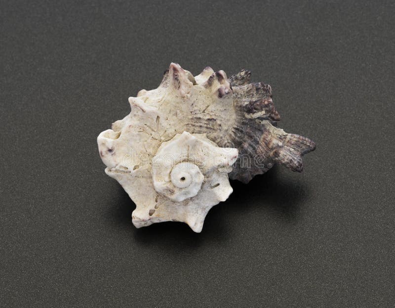 One shell stock image. Image of mollusk, travel, backgrounds - 69560937