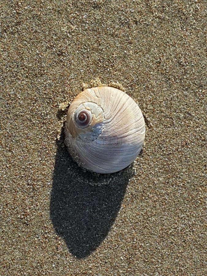 One shell stock image. Image of brown, pink, beach, gray - 47420213