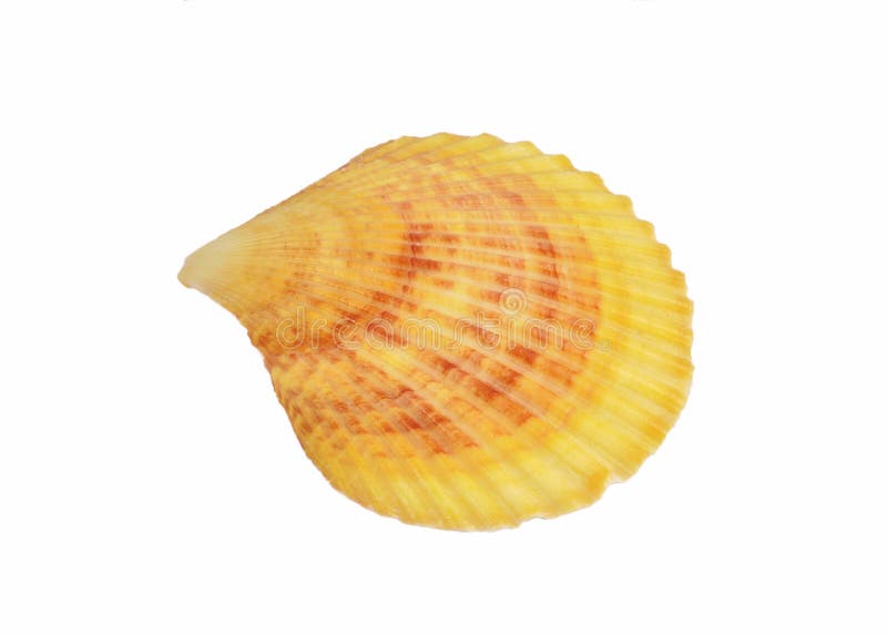 One Shell Isolated on White Background Stock Photo - Image of ecology ...
