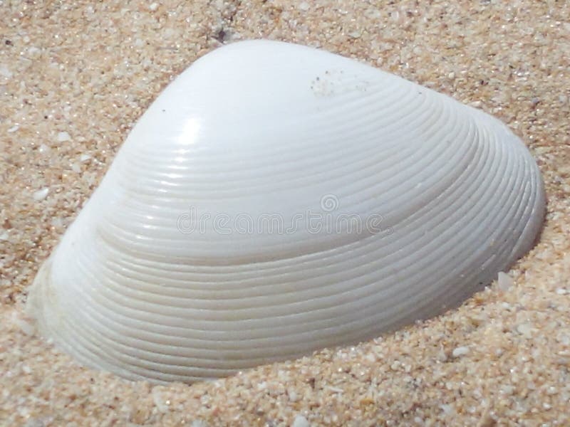 Shell stock image. Image of sand, shell, desert, left - 130560733