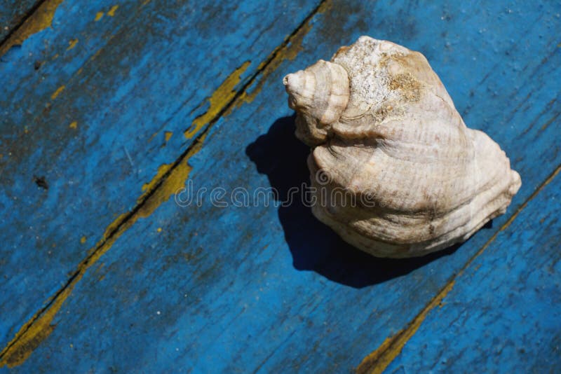 One Shell is on a Scratched Blue Surface. Shadow and Light. Stock Photo ...