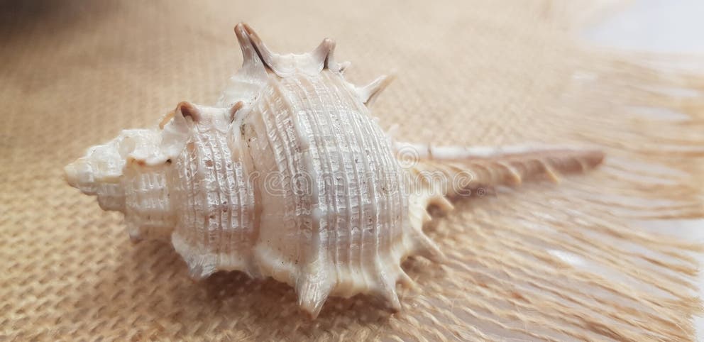 The shining shell stock photo. Image of shining, foreign - 146212946