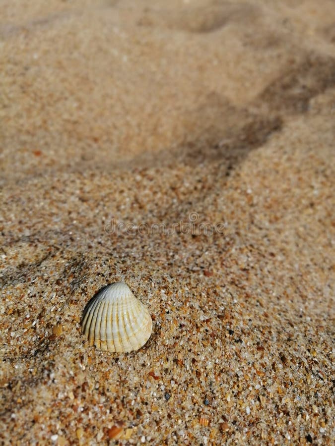 Flat sea shell on the sand stock image. Image of ocean - 1794147