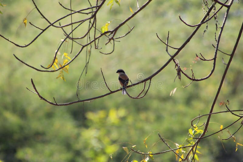 One Shot Click from Moving Train Bird Waiting Stock Photo - Image of ...