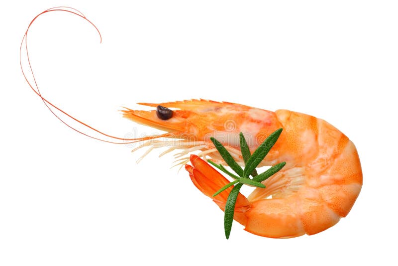 One Shrimp Isolated on a White Background. Top View Stock Photo - Image ...