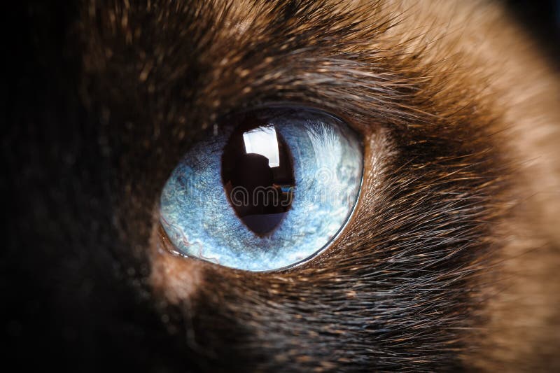 One Siamese Cat Eye Macro Closeup Stock Image - Image of animal ...