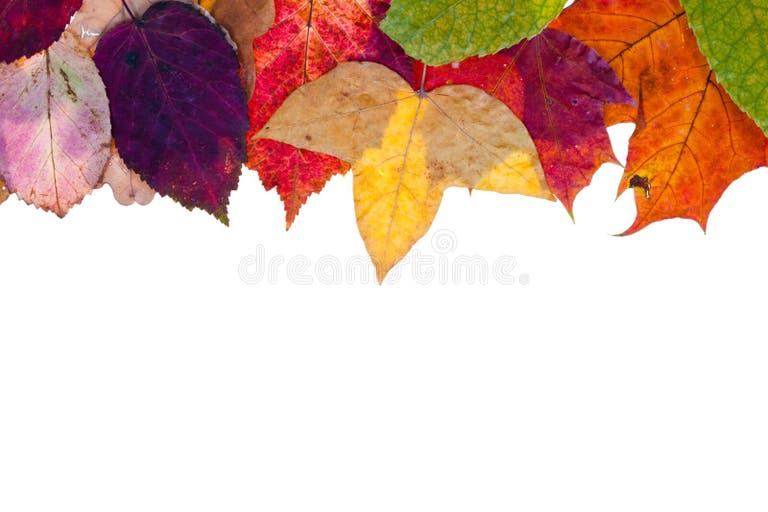 One Side Frame from Multicolored Autumn Leaves Stock Image - Image of ...
