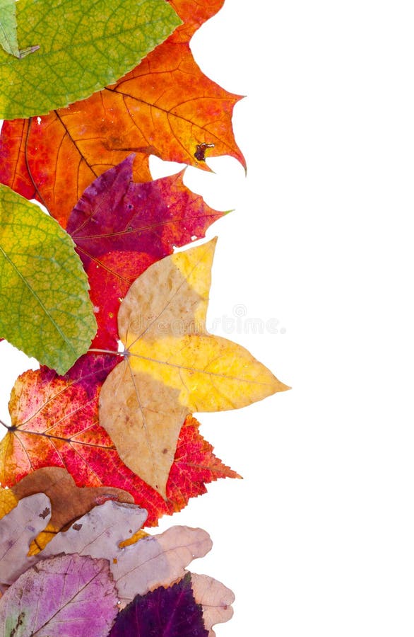 One Side Frame from Pied Autumn Leaves Stock Photo - Image of border ...