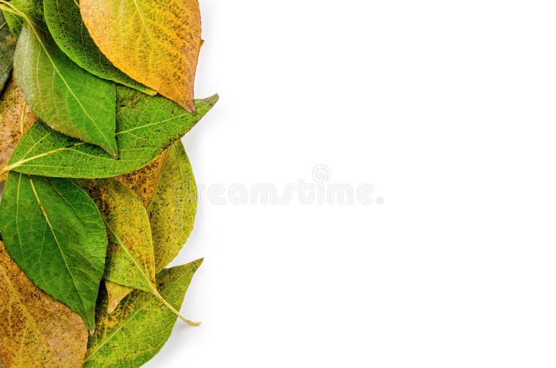 One Side Frame from Pied Autumn Leaves Isolated Stock Photo - Image of ...