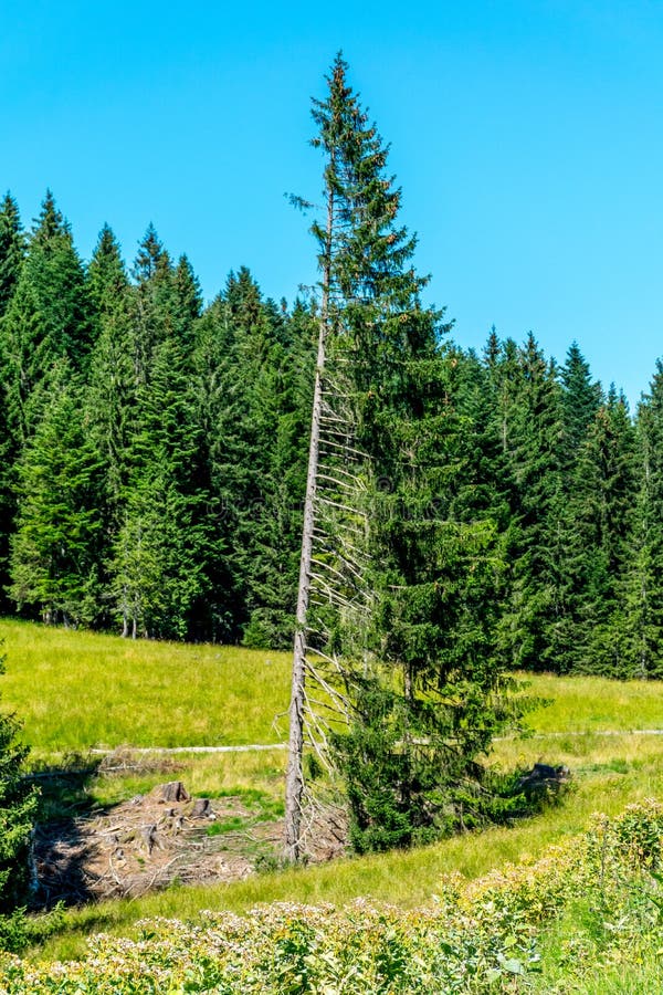 One Sided Grown Tree on a Meadow Stock Photo - Image of sunshine ...