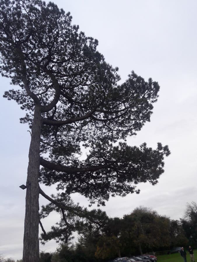 One Sided Tree stock image. Image of tree, lopsided - 104366673