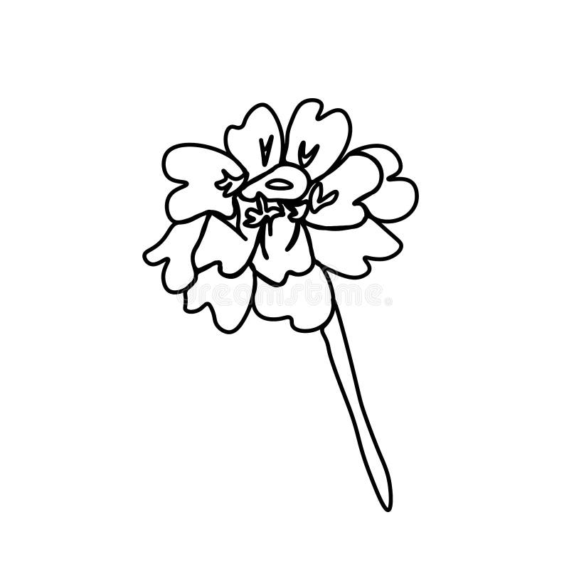 Hand Drawn Zinnia Stock Illustrations – 233 Hand Drawn Zinnia Stock ... Hand Drawn Zinnia Stock Illustrations – 233 Hand Drawn Zinnia Stock ...