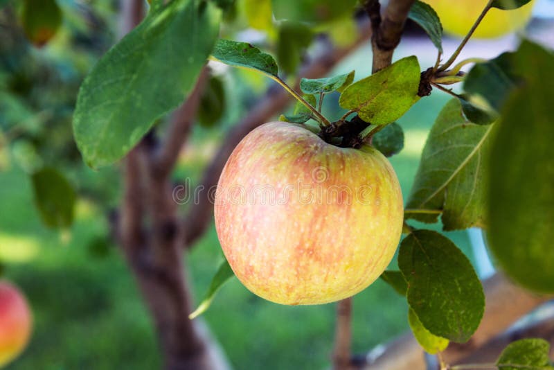 One Single Apple Growing on Tree in Summer Stock Image - Image of fall ...