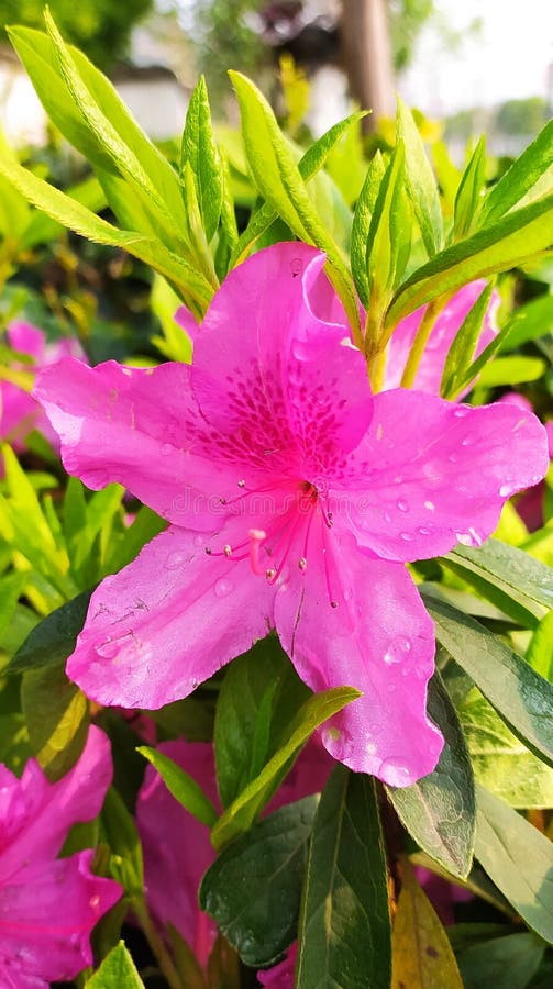 One Single Azalea Blossoms Under Green Leaves Stock Photo - Image of ...