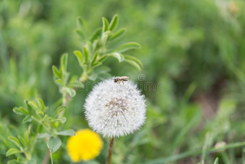 One Single Bee on a Dandelion Stock Image - Image of summer, relax ...
