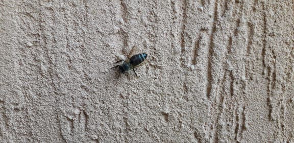 One Single Bee on Yellow Stucco Wall Stock Photo - Image of bees, legs ...
