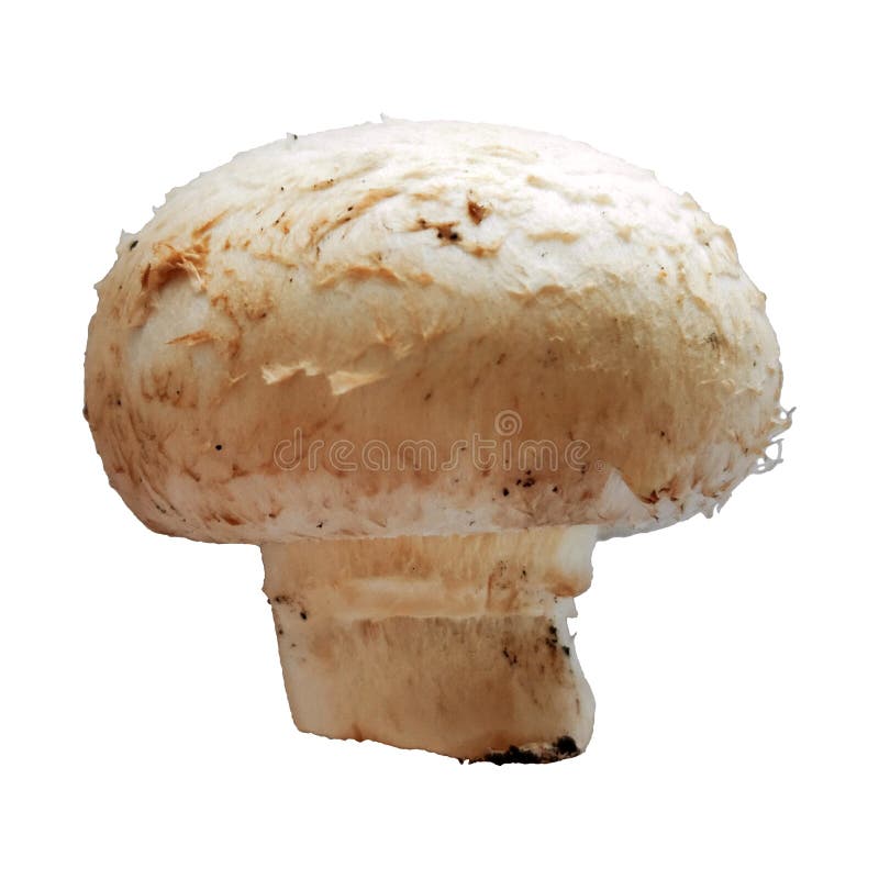 One Single Champignon Mushroom Slice Isolated on White Background Macro ...
