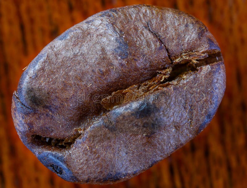 One Single Coffe Bean on a Table Stock Image - Image of caffeine, seeds ...