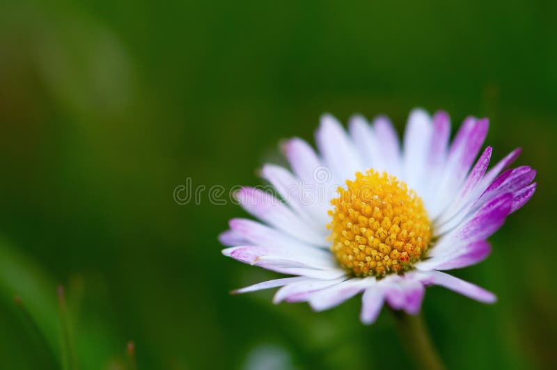 A Single Daisy Snug in the Grass Stock Image - Image of details, daisy ...